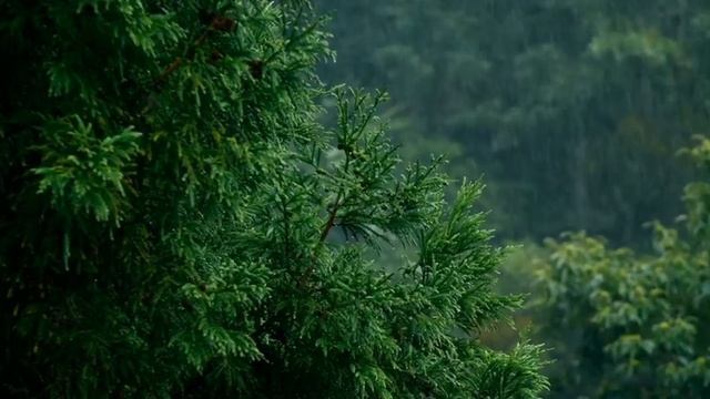 ГОРЛИЦЫ И ЗВУКИ ДОЖДЯ С ЧАСТОТОЙ ЧАКРЫ СОЛНЕЧНОГО СПЛЕТЕНИЯ