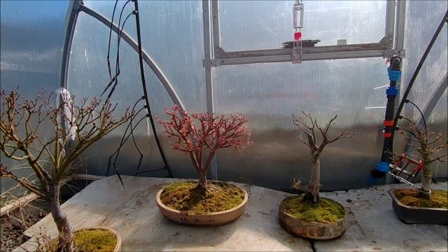 Бонсай деревья в теплице весна 2025 год