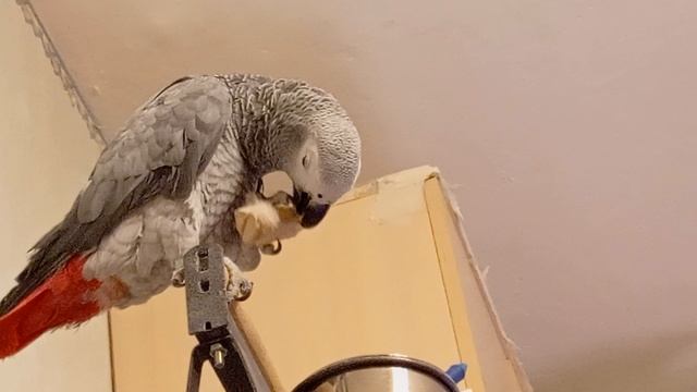 Попугай Жако Дашка с увлечением грызет деревяшку