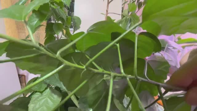 Размножаем ГИБИСКУС 🌺- Китайская Роза! 🌺ЧЕРЕНОК - Как Выбрать?