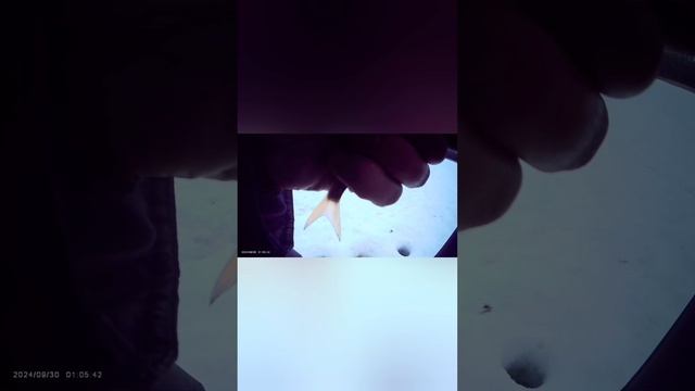 Рыбалка в отпуске🎣 Ловля на спортивную мормышку🎣 Итоги сезона зимней рыбалки🎣
"Разнорыбица"