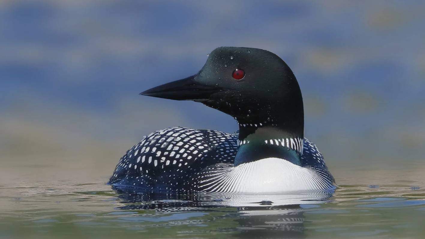 Птицы Гагары | Аудиокнига