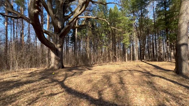 В поисках священного дуба