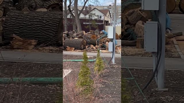 Белка играет с ребенком!