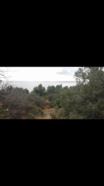 Андрей Кожевников - Необычные Дубы в Ялте и Крыму, Россия