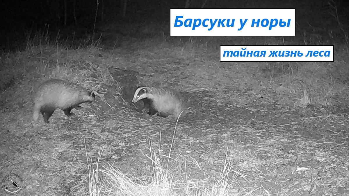 Барсуки занимаются своими делами. Тайная жизнь леса