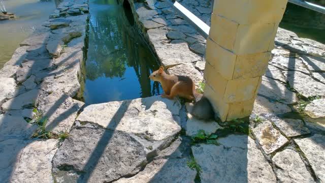 БЫСТРО БЕЖИТ БЕЛКА, ПИТЬ ХОЧЕТ