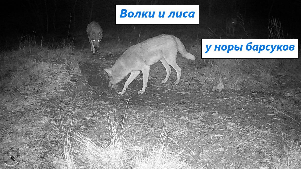 Барсук всё принюхивался. И вот три волка пришли к норе барсуков. А потом и лиса
