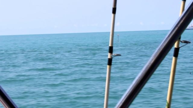 Белый дельфин. Видеореплика по легендарной песне и мультфильму.