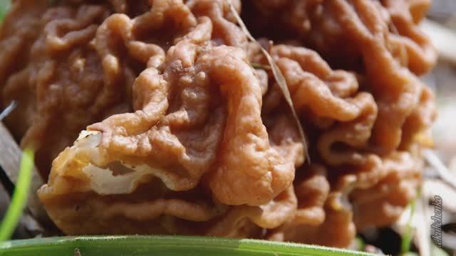 СТРОЧОК ГИГАНТСКИЙ