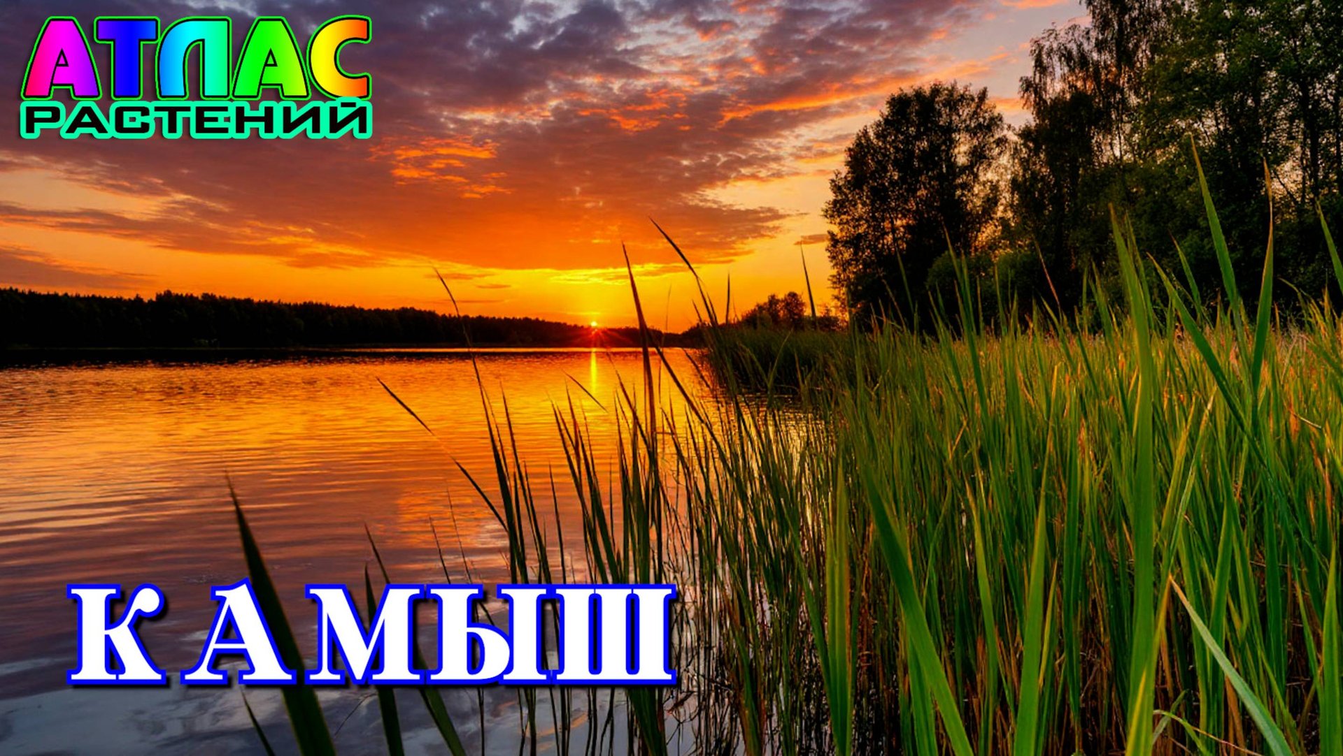 Камыш Атлас Растений