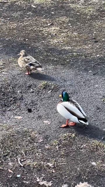 Весна…Любовь…