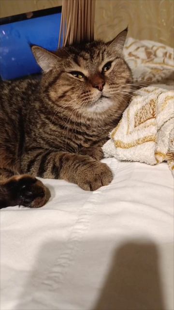 Бью Барсика веником! Заслужил!