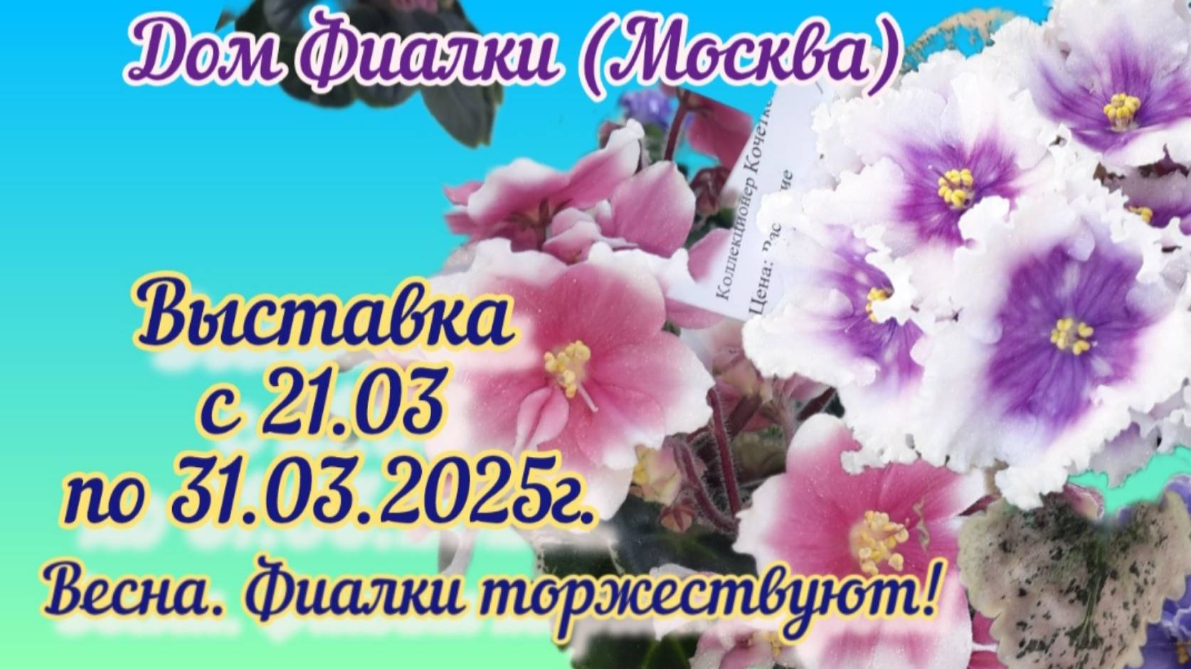 ФИАЛКИ. Выставка в Доме Фиалки (Москва) с 21 по 31 марта 2025г. "Весна, фиалки торжествуют"
