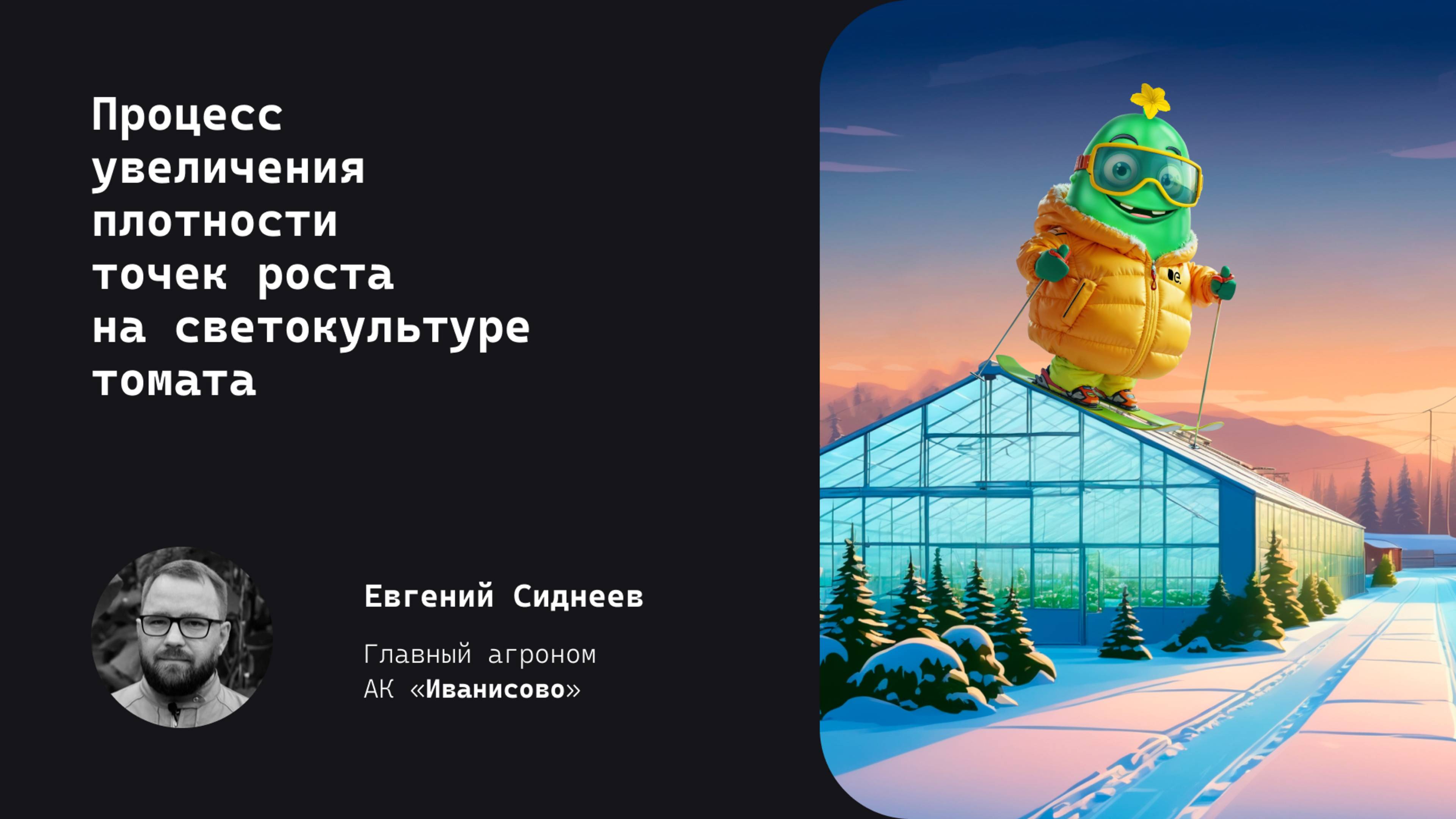 ⛷️ Процесс увеличения плотности точек роста на гибридах светокультуры томата (помидора) в теплице