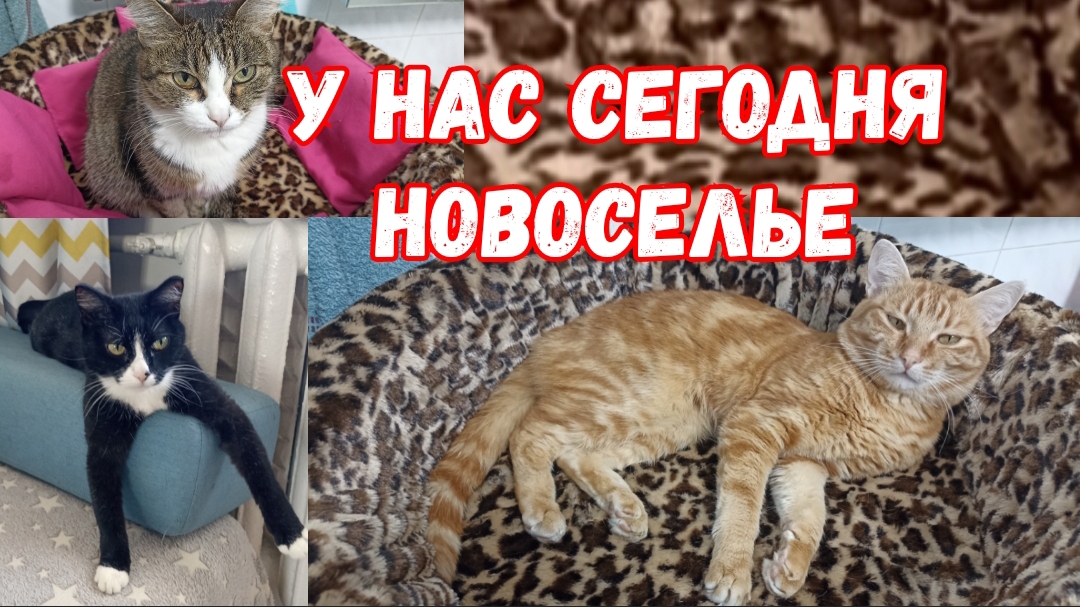 У нас сегодня новоселье