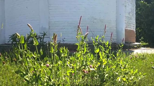 Полевые цветы!