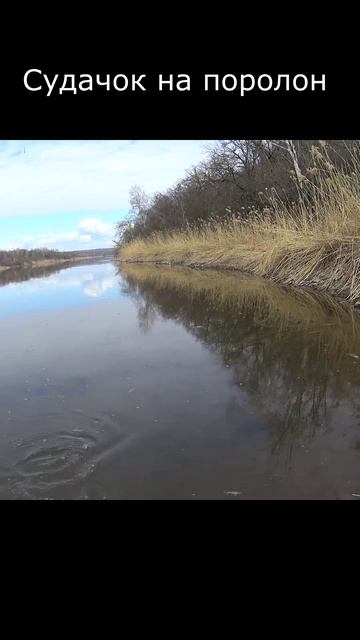 Судачок прикол