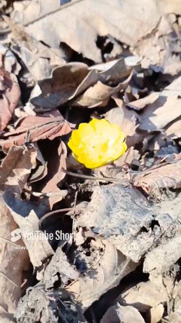 запахло весной!