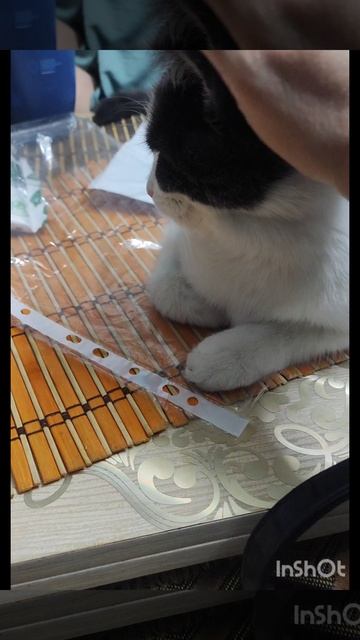 Забавная кошечка❤🐱❤