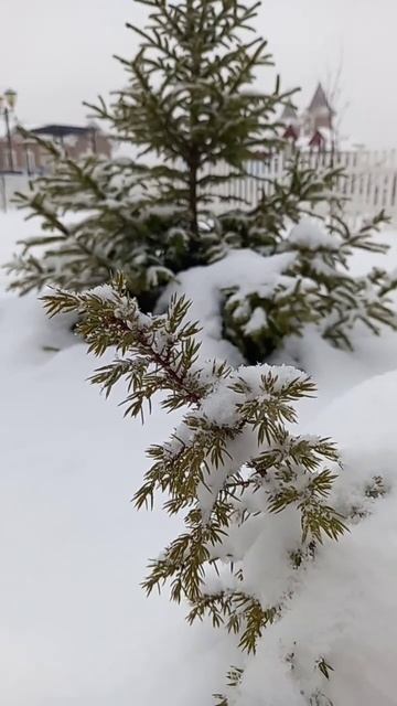 SNOW FIR-TREE JAZZ