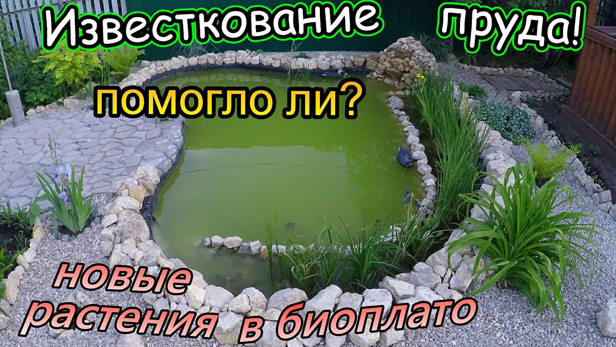 Известкуем пруд \ Боремся с водорослями \ Новые растения \ Коряжка \ Помогла ли известь? (Июнь 2019)