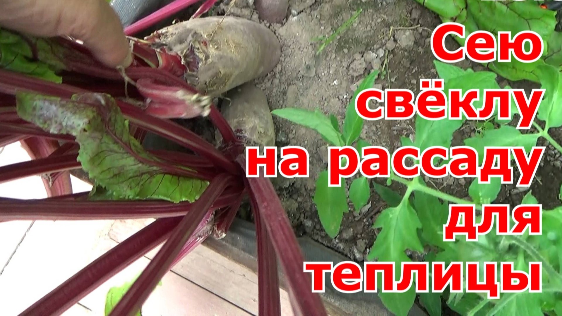 Посев свеклы на рассаду для получения раннего урожая в теплице для уплотнения основных посадок.