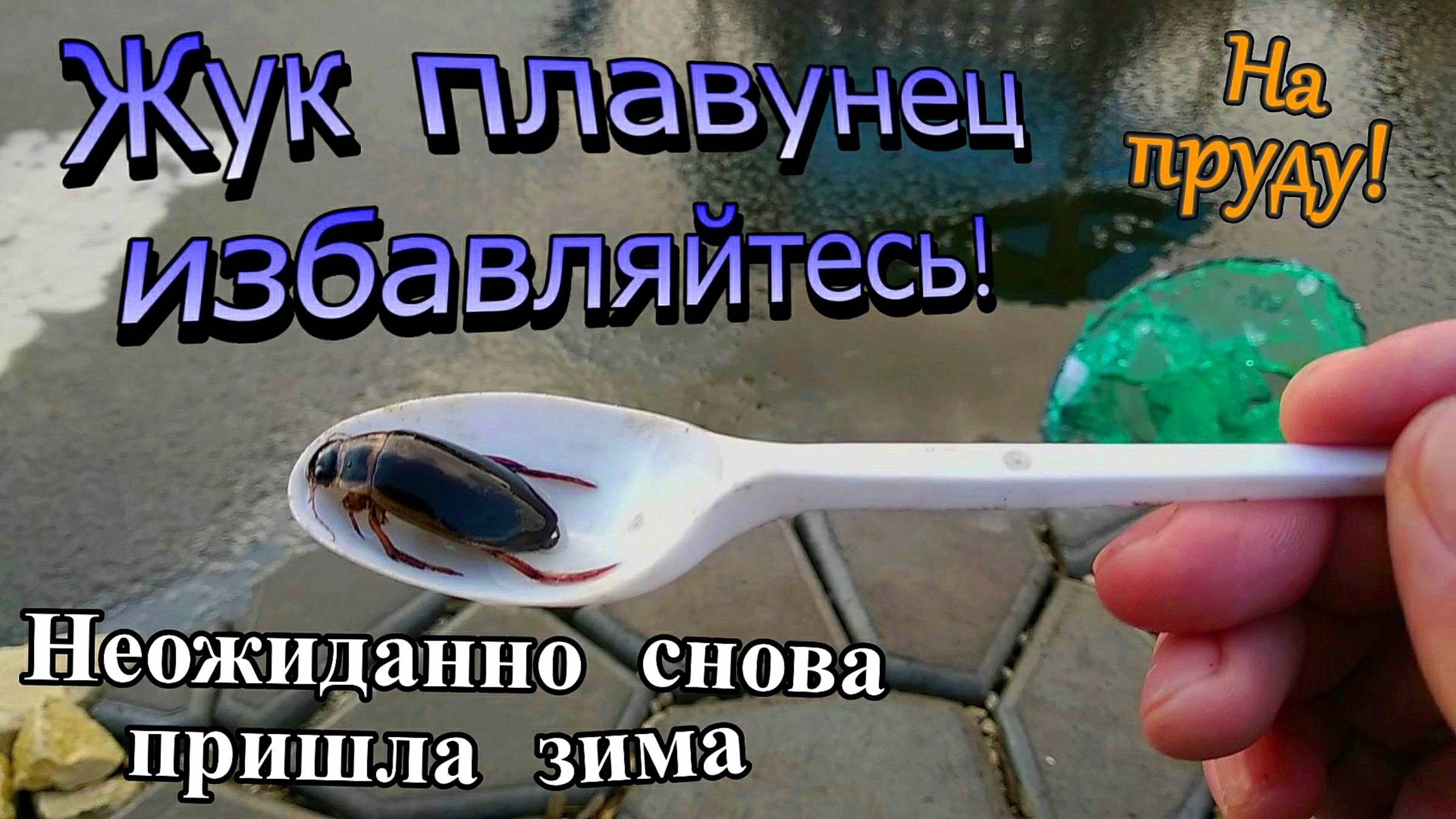 Пруд после зимы растаял лёд / Жук плавунец избавляйтесь! / Неожиданно снова пришла зима (весна 2020)