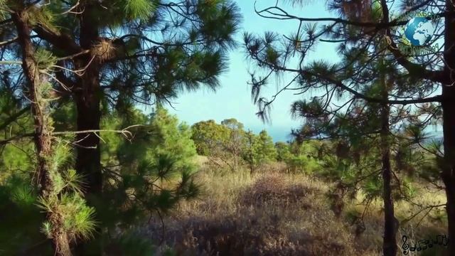 Музыка Шопена и Весенний лес. Классическая музыка для релаксации, отдыха или быстрого засыпания, сна