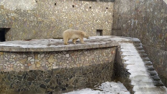 Белый медведь в зоопарке!