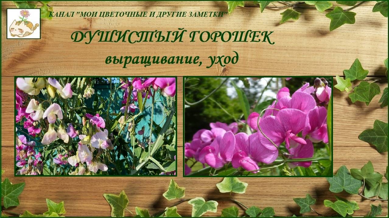 Душистый горошек (Чина душистая и Чина широколистная) - выращивание, уход