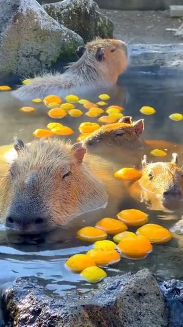 Жизнь — это когда ты капибара в тёплой ванне… 🍊🛁
