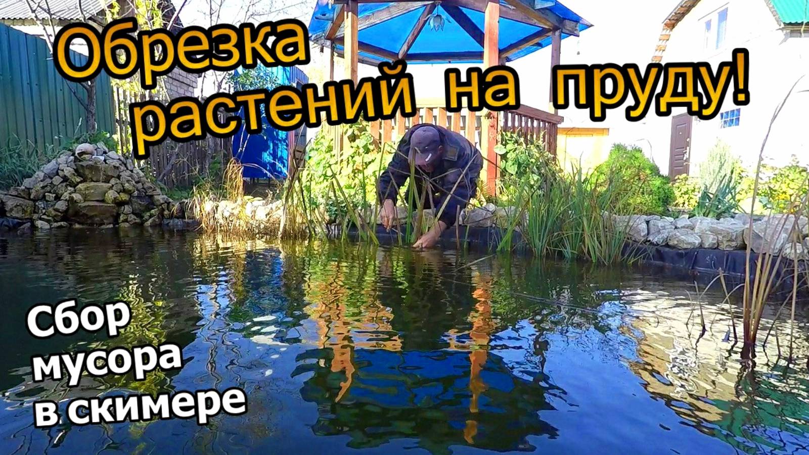 Обрезка сухих листьев растений на пруду \ Готовимся к зиме \ Чистка скимера от мусора (октябрь 2019)