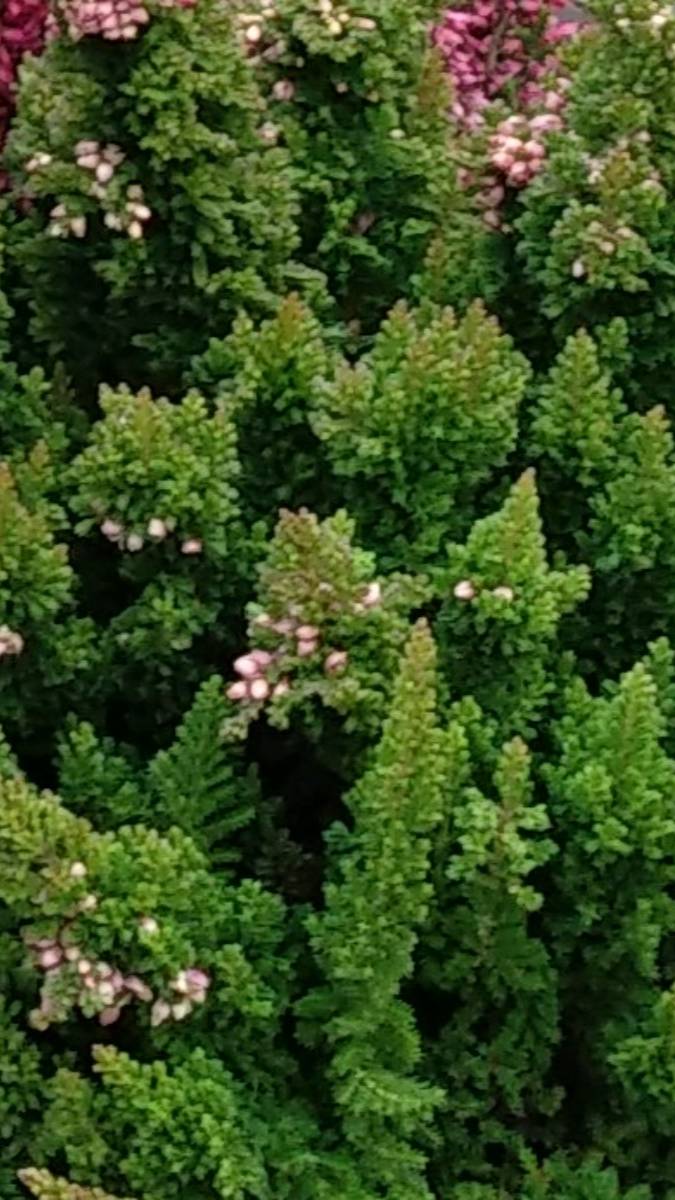 Стрижка вереска весной