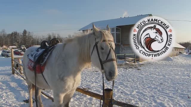 Рождественские скачки в Юго-Камске