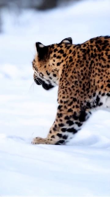The Last of Their Kind_ The Majestic Amur Leopard in the Wild