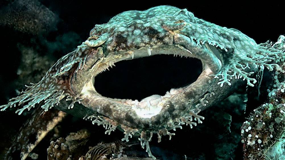 Ковровая акула