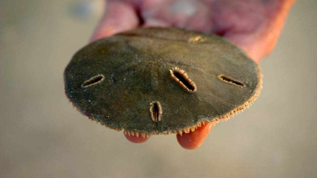 Приключения песчаного доллара