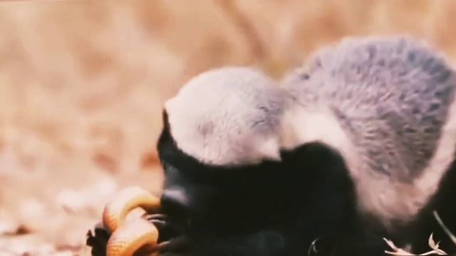 Удивительный чудо зверь МЕДОЕД