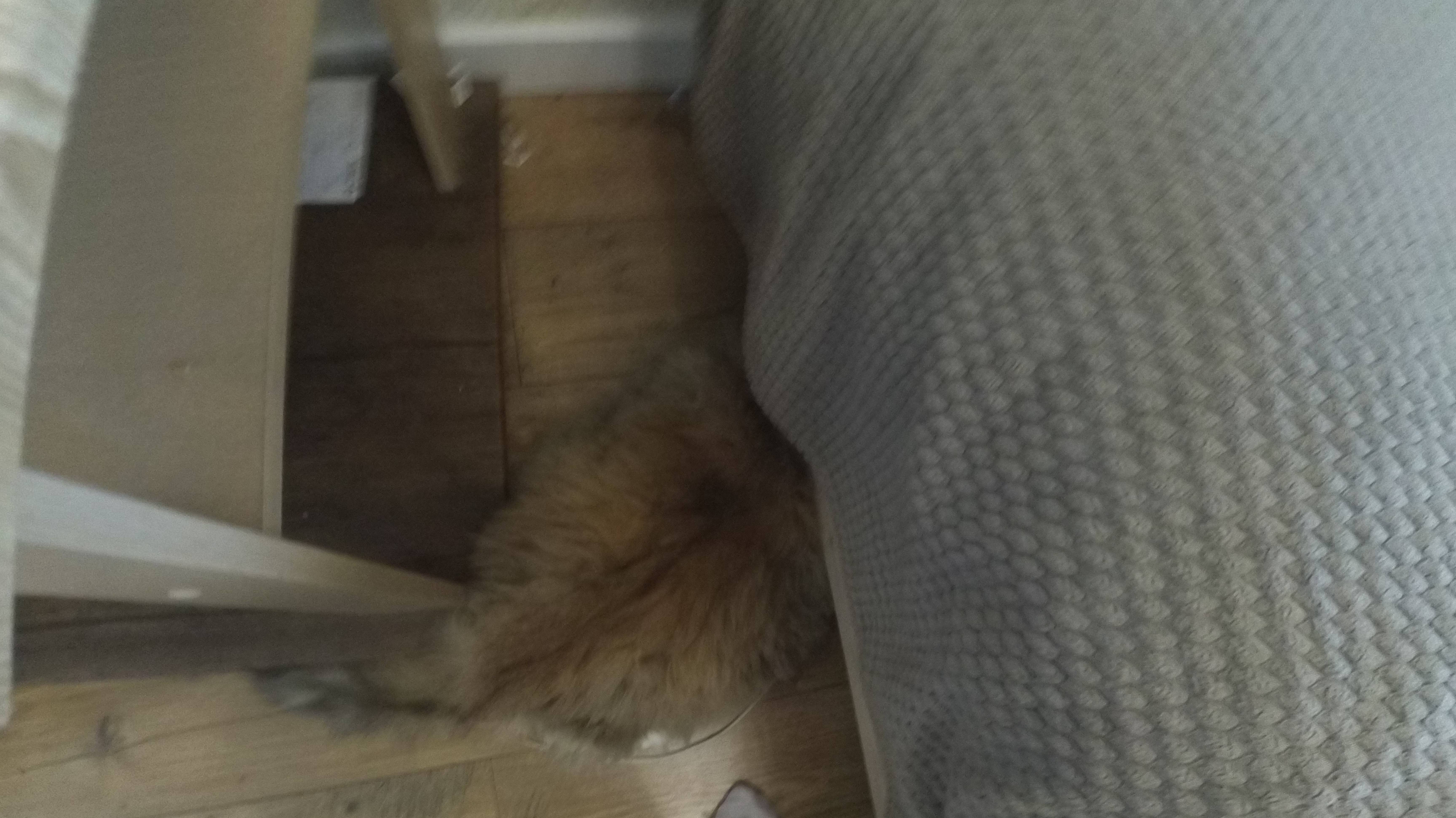 Коты снова лижут дру друга)