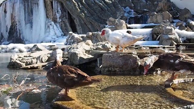 Гуси на озере под приятную музыку для отдыха