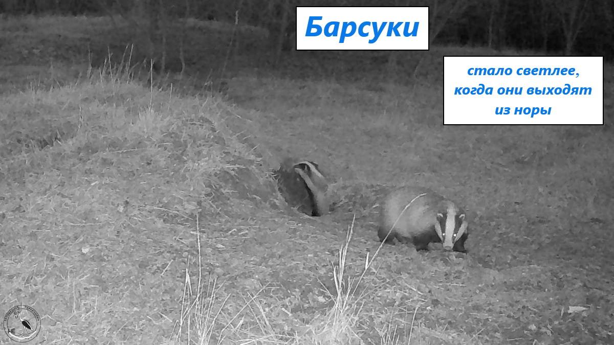Барсуки у своей норы. Стало светлее в час, когда звери выходят. 23.03.25