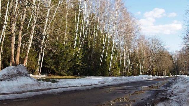 РУССКИЕ БЕРЁЗКИ под ПРИЯТНУЮ ФОРТОПИАННУЮ МУЗЫКУ