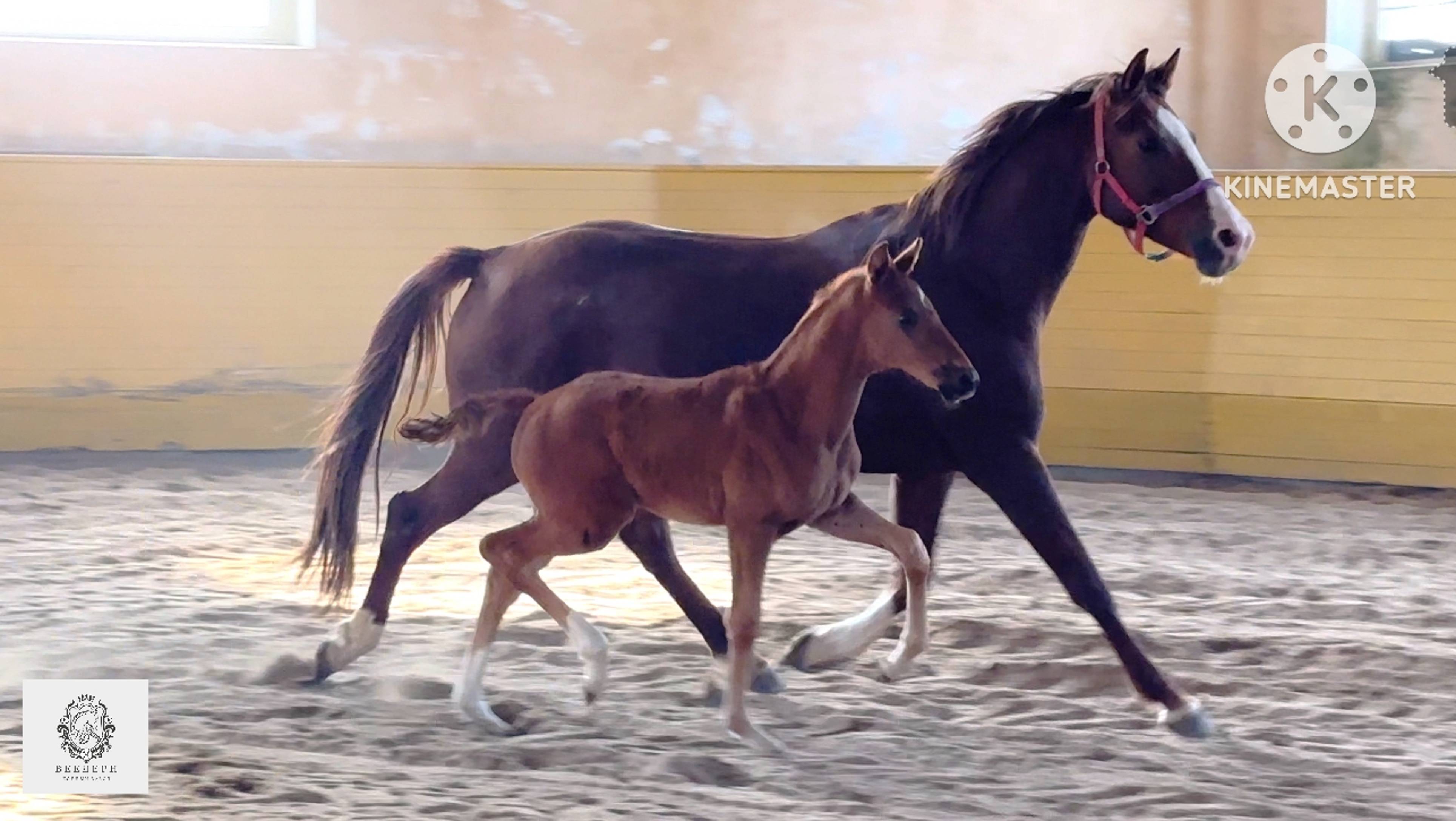 НЕ В ПРОДАЖЕ. Кобылка ДЕ ПЬЯНТИ WD, 2025 г.р.
#жеребятаотMrDeNiro