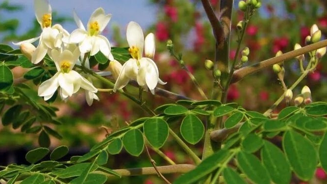 **"ШОКИРУЮЩАЯ ПРАВДА О МОРИНГЕ: Почему Эту Тайну Скрывали Врачи? Откройте Все Секреты!"**