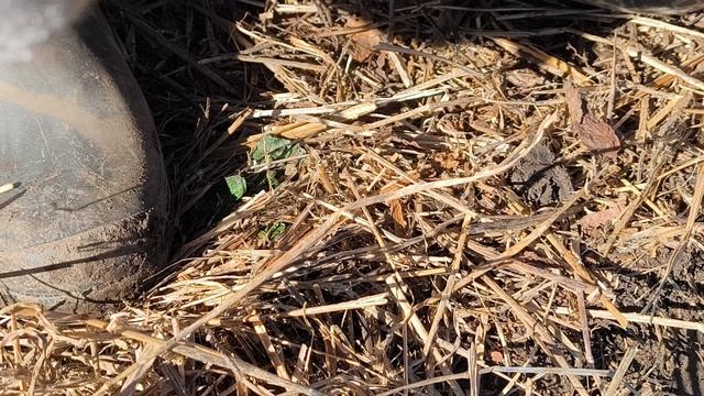 Раскопки Фундамент Поиск Монет 2025г Март