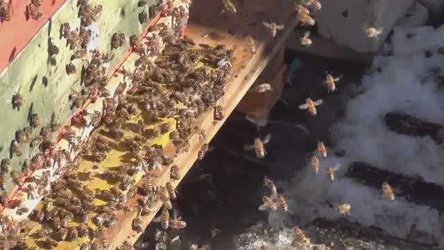 Первый настоящий  облёт пчёл в огороде.  Сюжет 6й