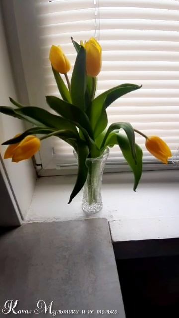 Цветы в замедленного съёмке | Тюльпан