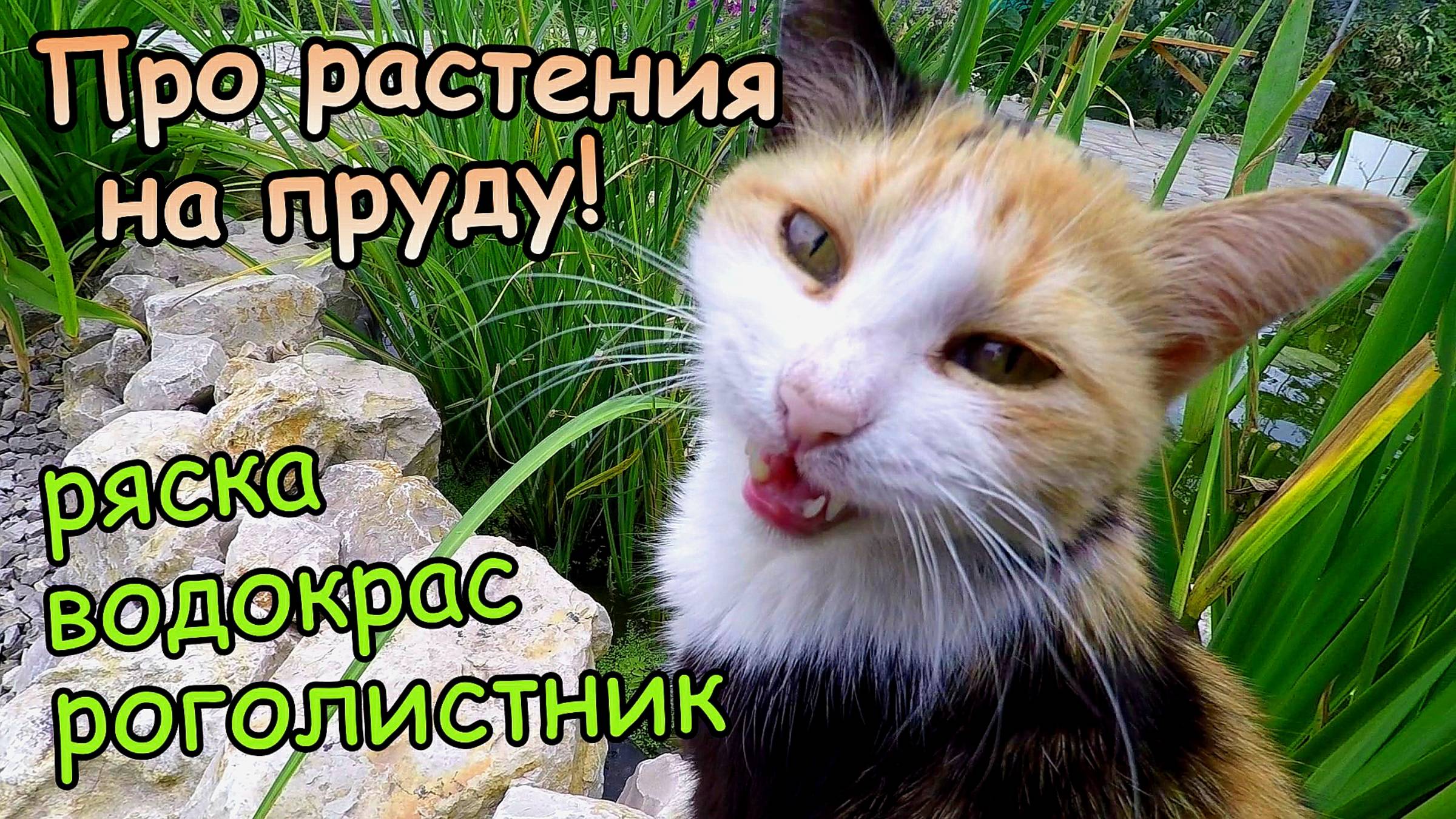 Про растения на пруду! \ Новая плавающая трава \ Ряска и водокрас лягушачий (июль 2019)