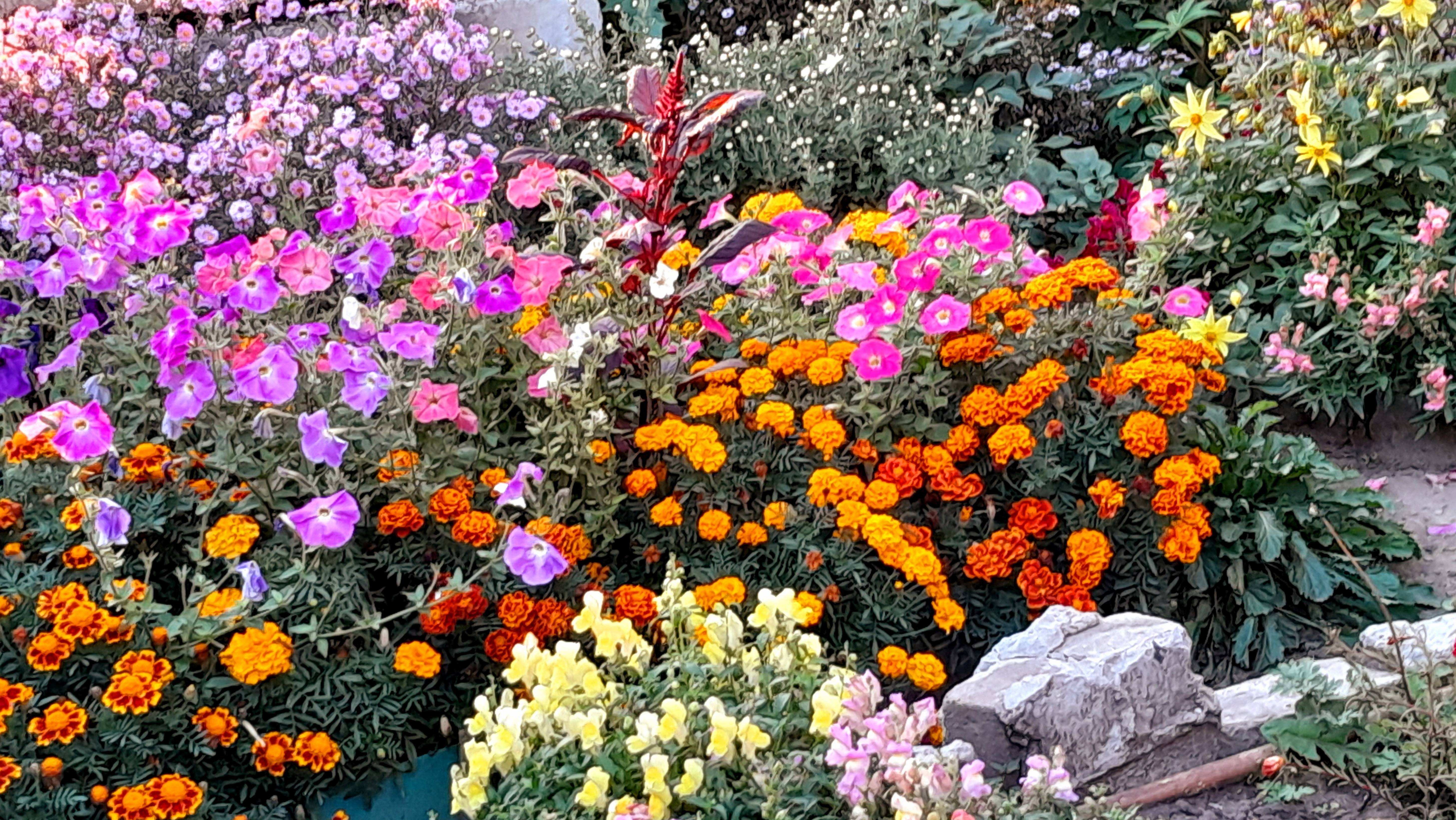 КЛУМБЫ СЕНТЯБРЯ в СИБИРСКОМ ОМСКЕ